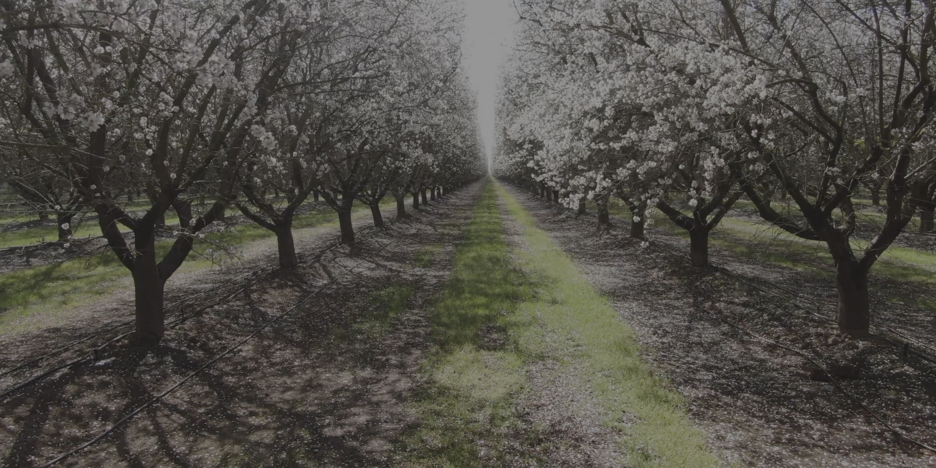 The Almond Project - Advancing Soil Health for California Agriculture